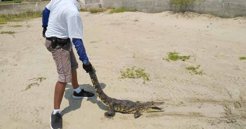 CAPTURAN COCODRILO CERCA DE PLAYA MIRAMAR – Sentido Común