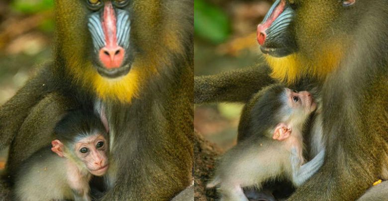 Disney World anuncia el nacimiento de un mandril en el parque Animal ...